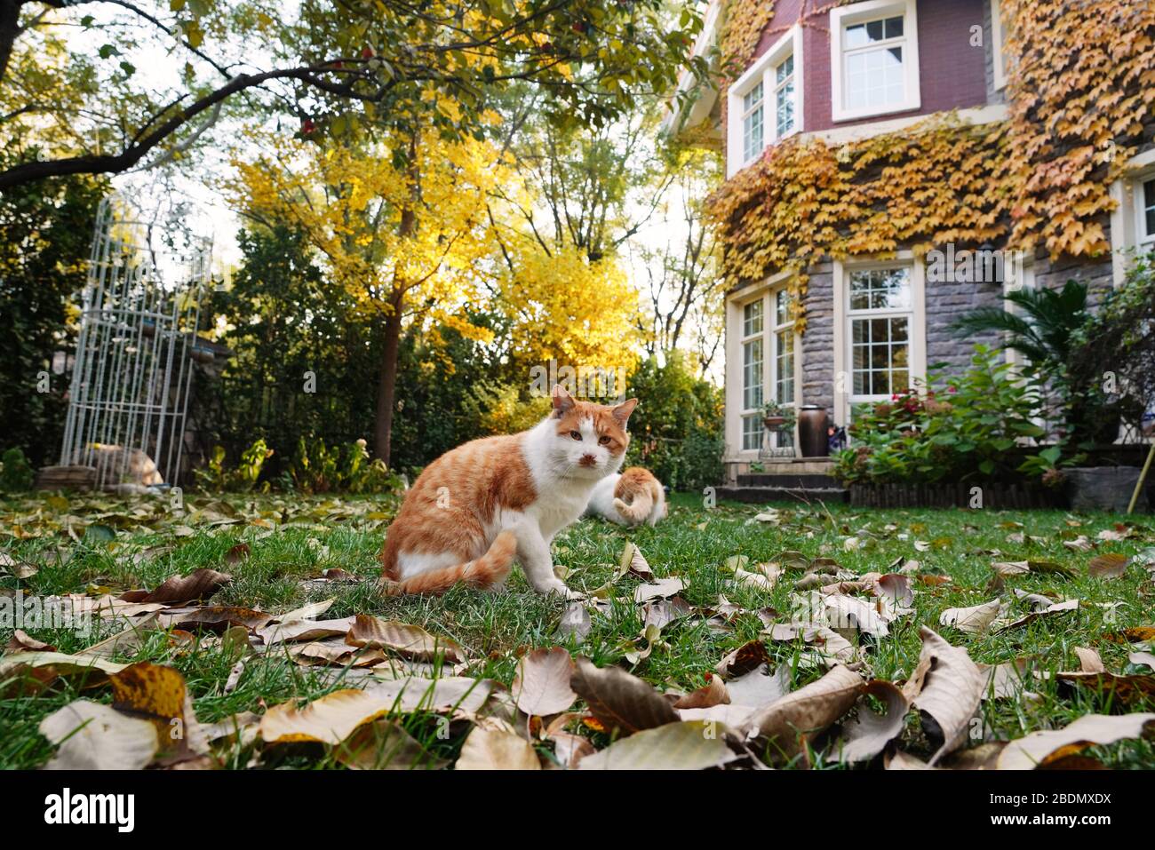 A private villa courtyard's cat Stock Photo - Alamy