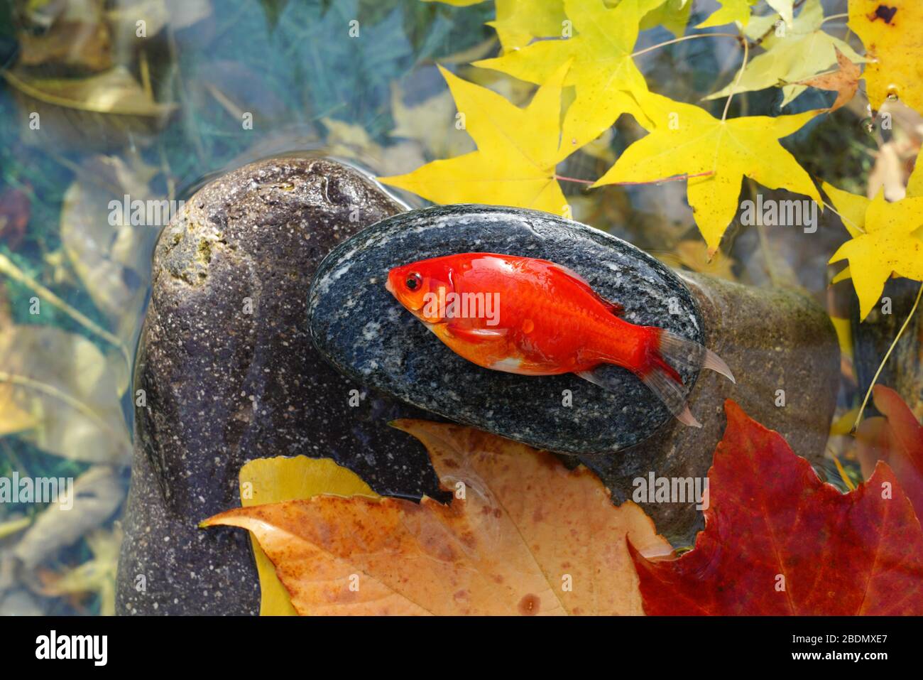 In the fall of goldfish in the pond Stock Photo - Alamy