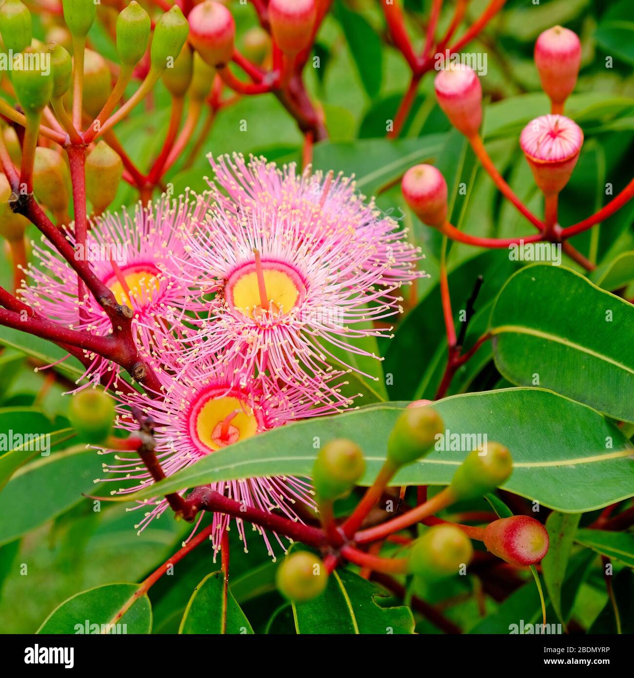 Corymbia ficifolia flowers in bright pink surrounded by unopened flower ...