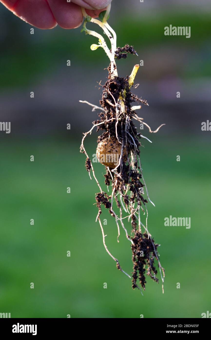 Potato roots hi-res stock photography and images - Alamy