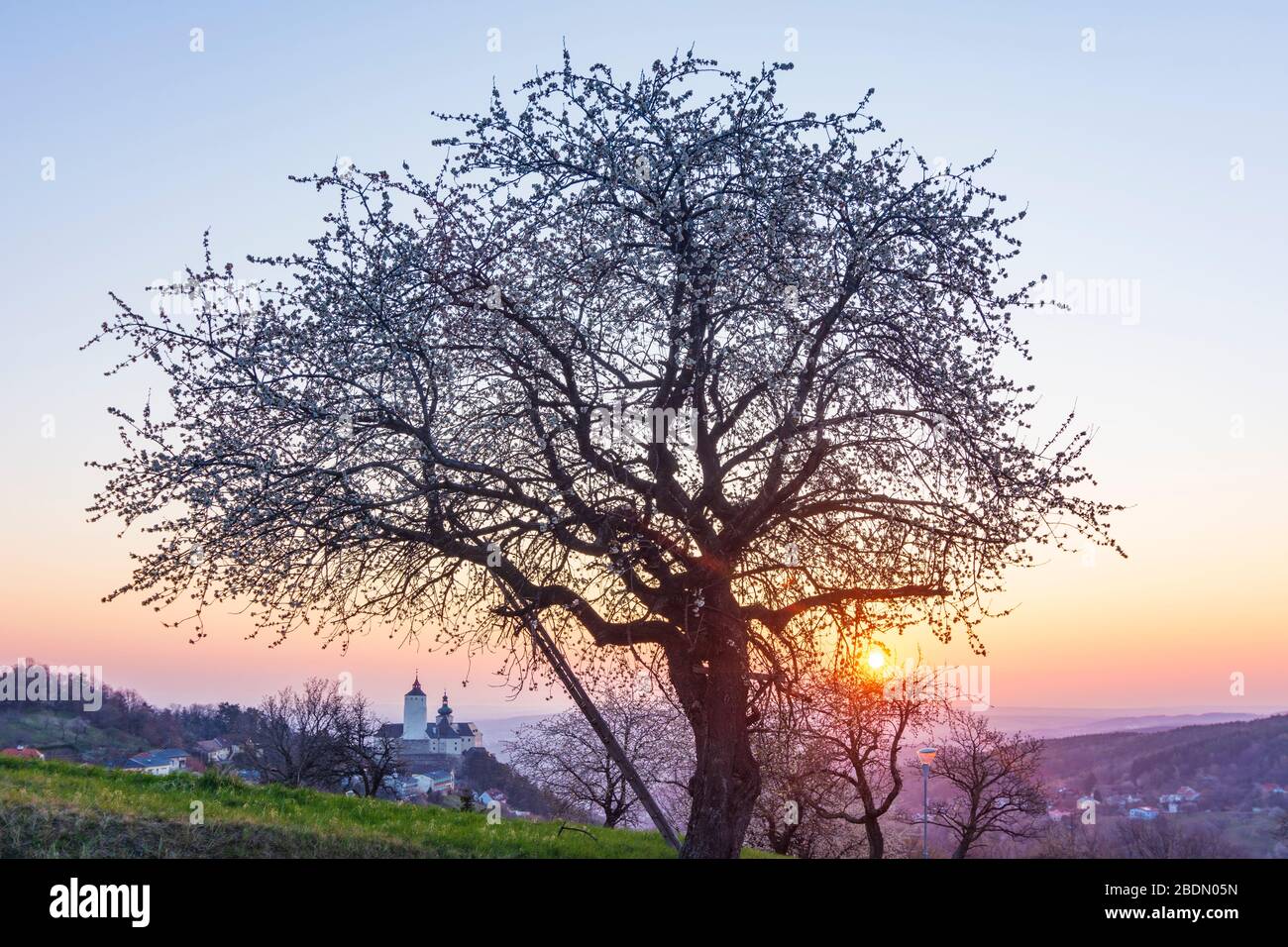 Forchtenstein: Forchtenstein Castle, cherry blossom tree, in Neusiedler ...