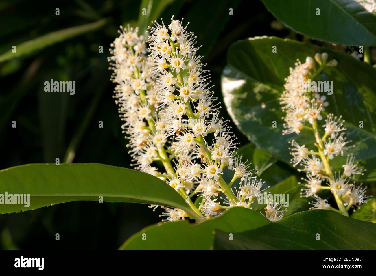 Laurel plants hi-res stock photography and images - Alamy