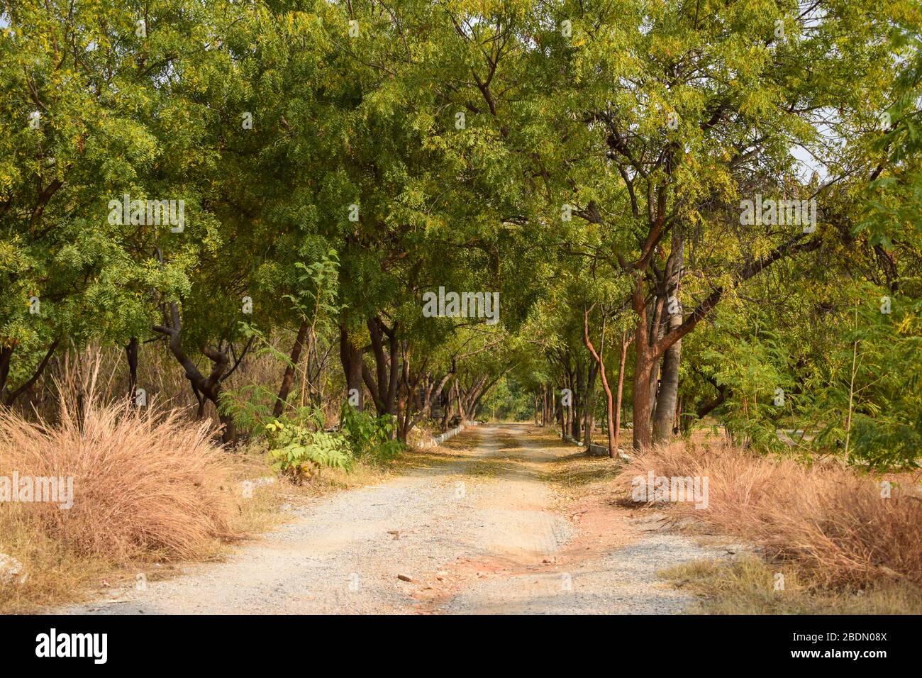 Forest path landscape. Forest dirty road view. Forrest pathway ...