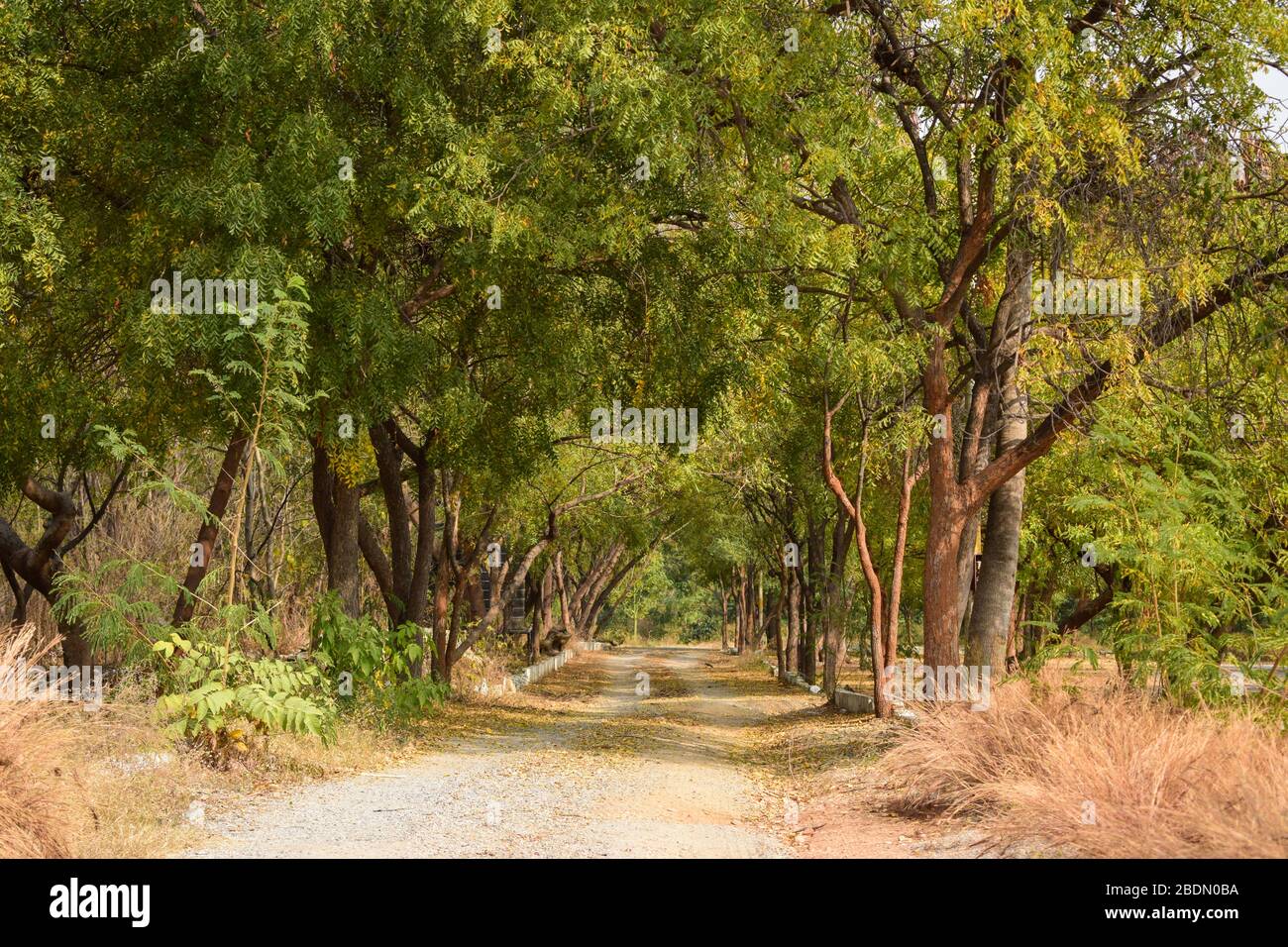 Forest path landscape. Forest dirty road view. Forrest pathway ...