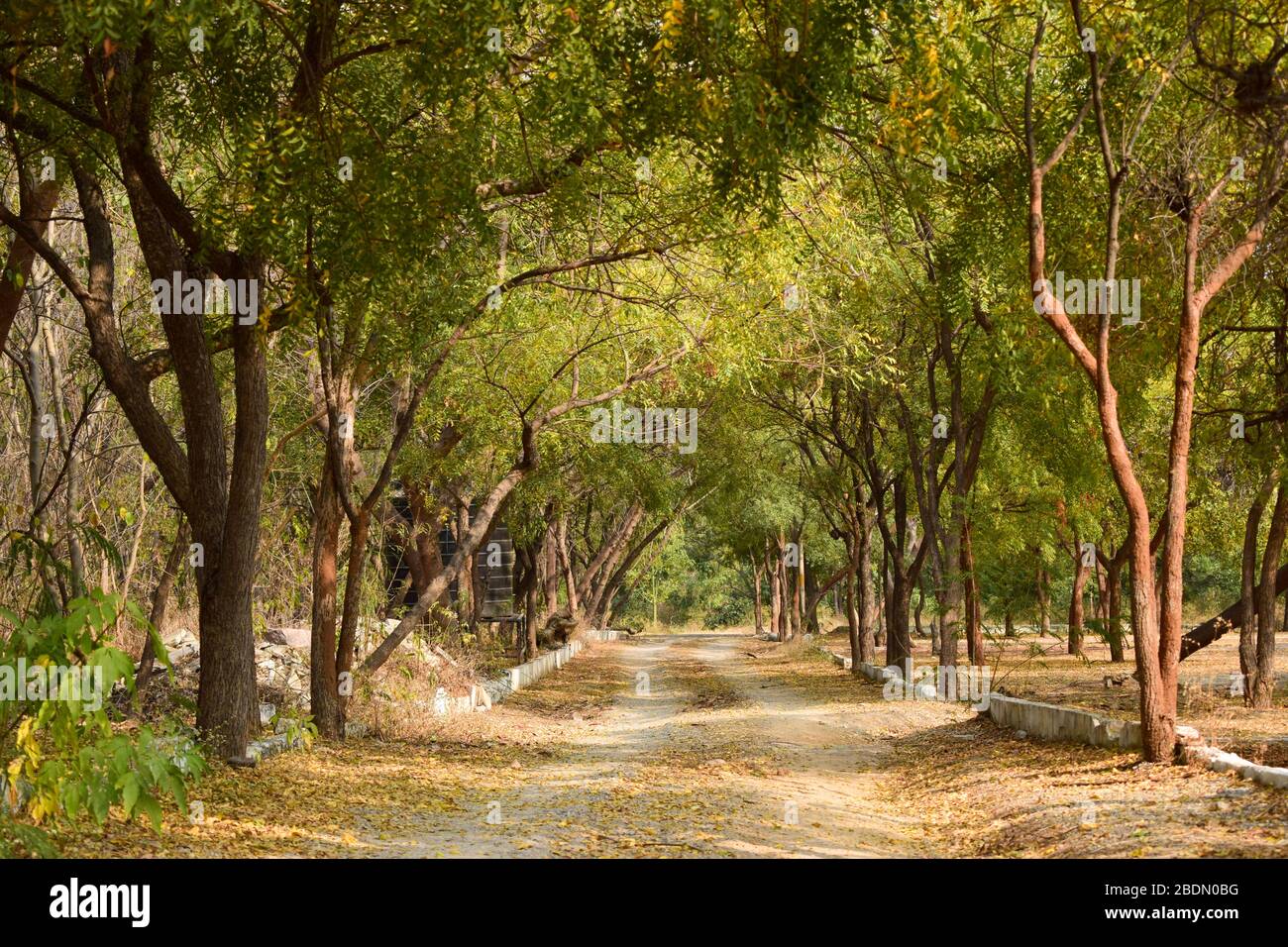 Forest path landscape. Forest dirty road view. Forrest pathway ...