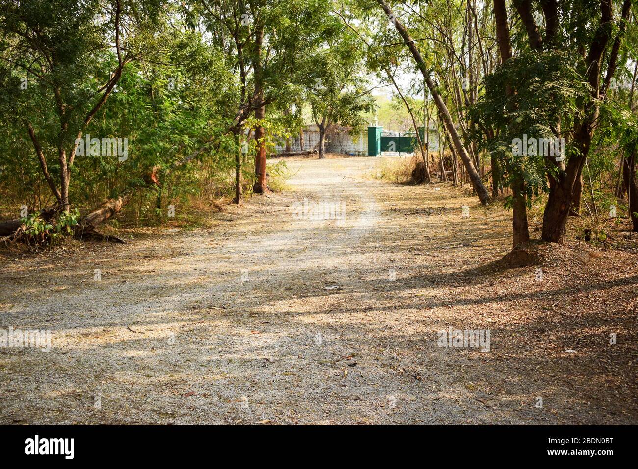 Forest path landscape. Forest dirty road view. Forrest pathway ...