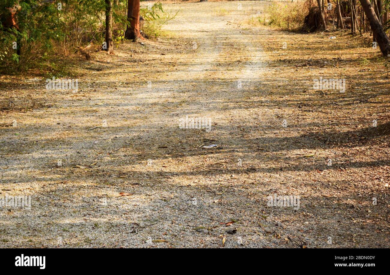 Dirty Pathway In Forest/Dry Tree Leafs on Earth Floor stock photograph ...