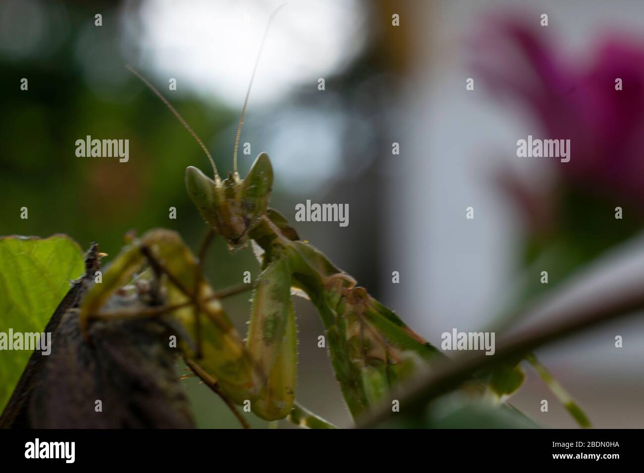 A praying mantis enjoying his lunch Stock Photo - Alamy