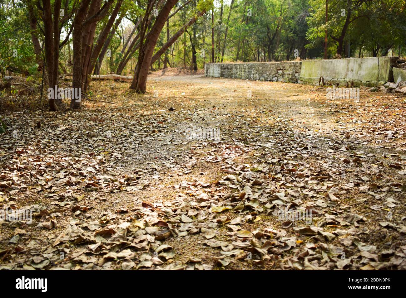 Dirty Pathway In Forest/Dry Tree Leafs on Earth Floor stock photograph ...