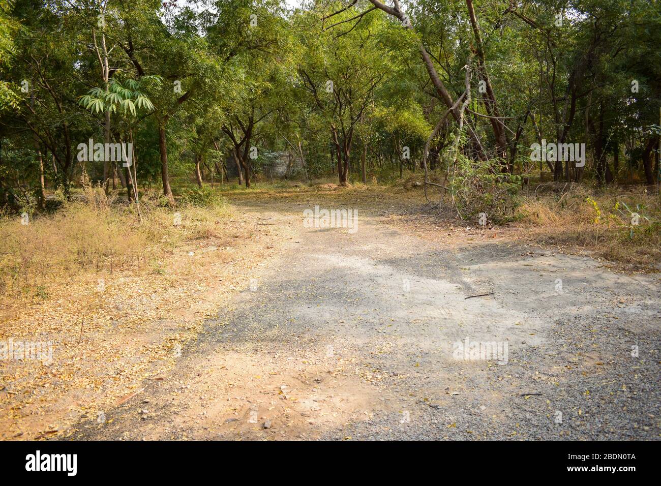 Forest path landscape. Forest dirty road view. Forest pathway landscape ...
