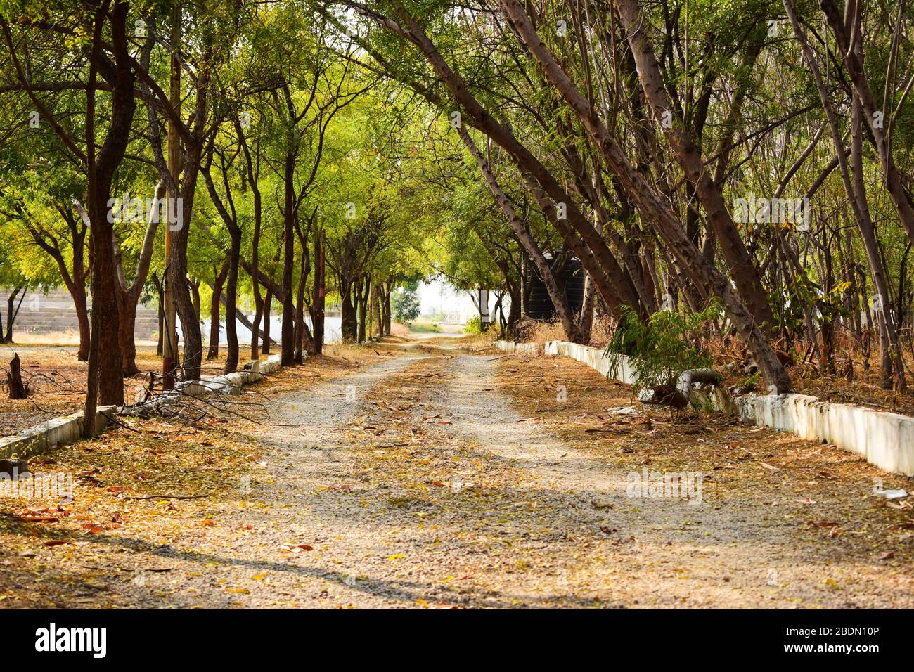 Forest path landscape. Forest dirty road view. Forest pathway landscape ...