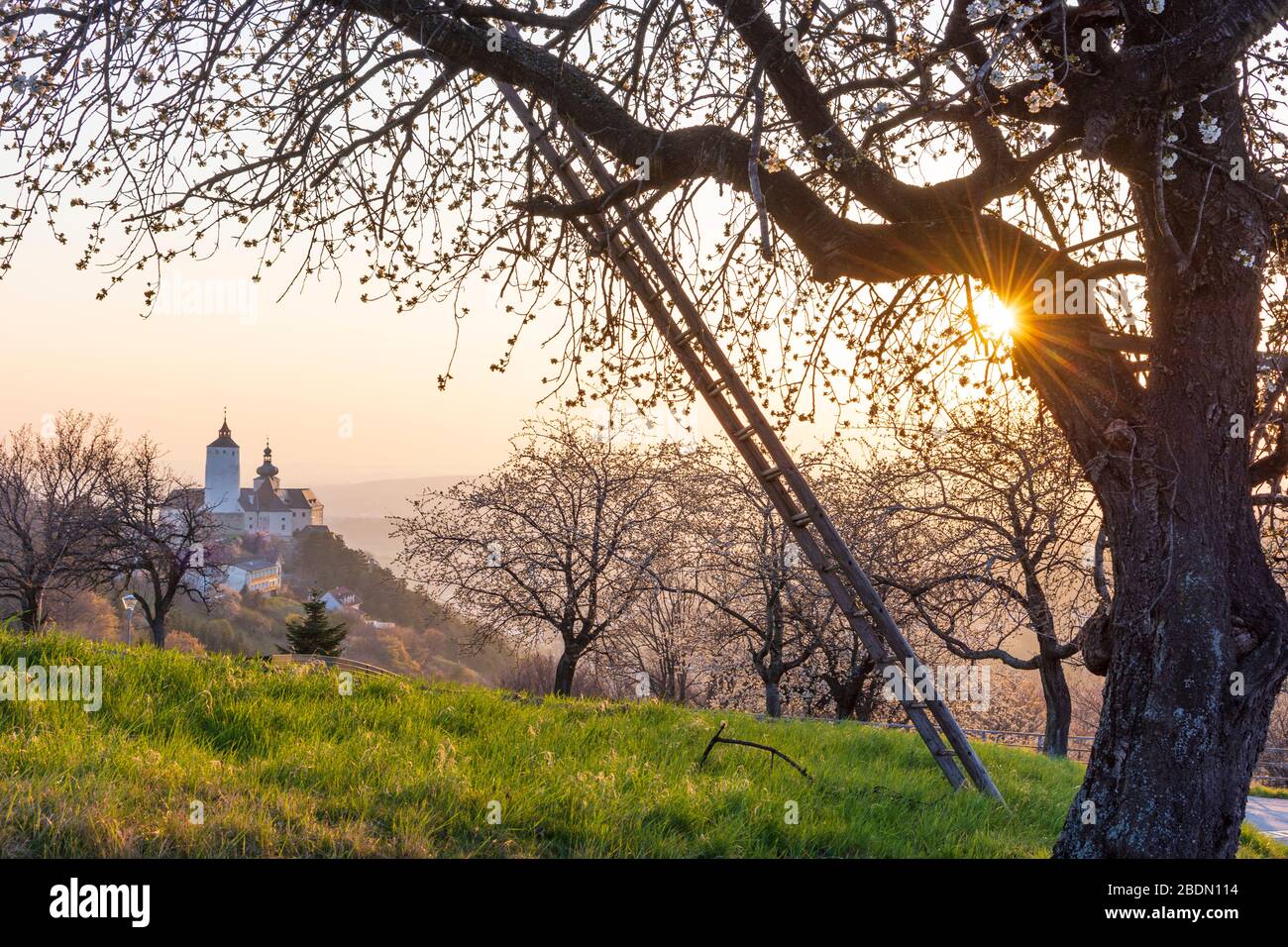 Forchtenstein: Forchtenstein Castle, cherry blossom tree, in Neusiedler ...