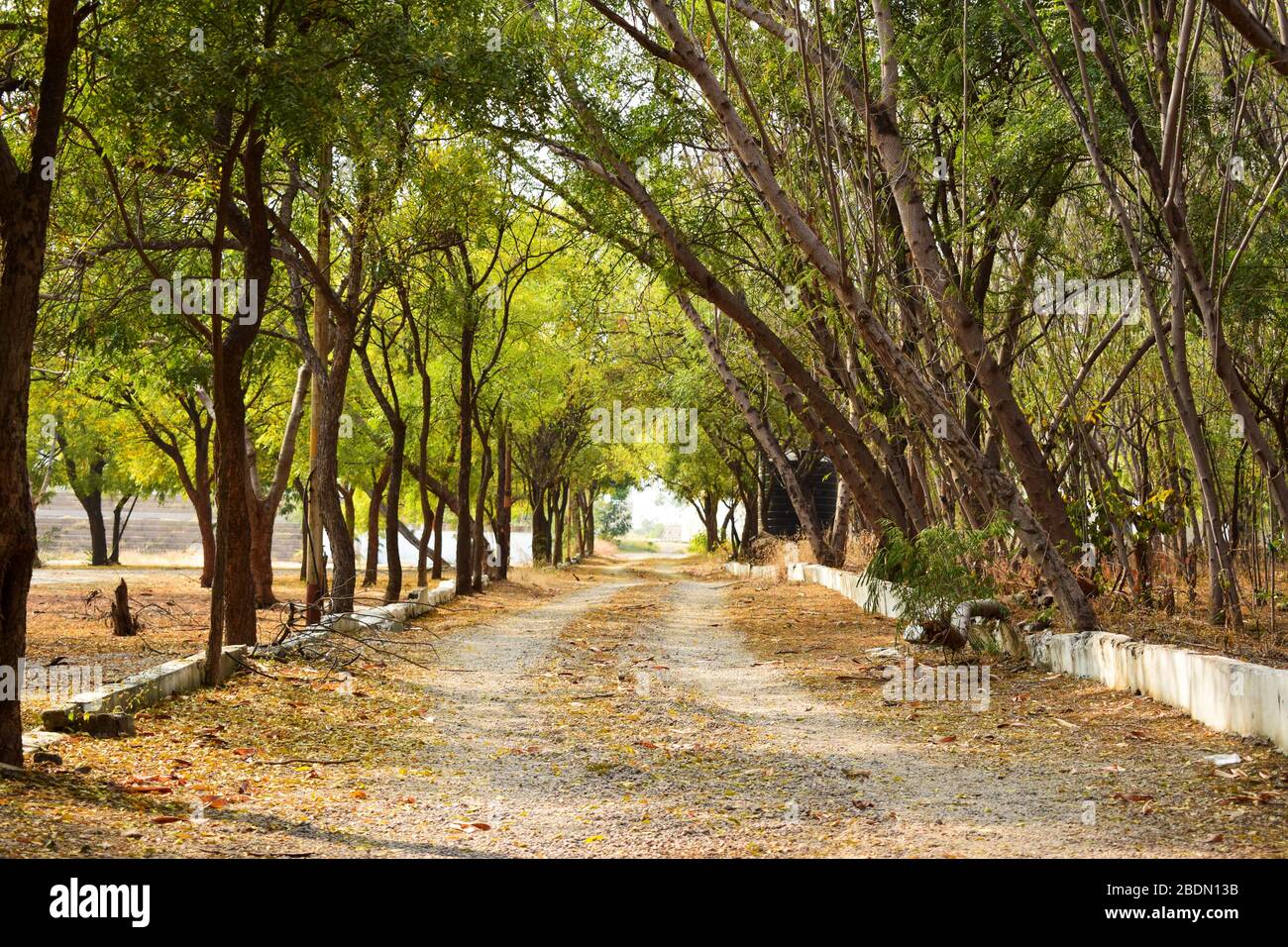 Forest path landscape. Forest dirty road view. Forest pathway landscape ...