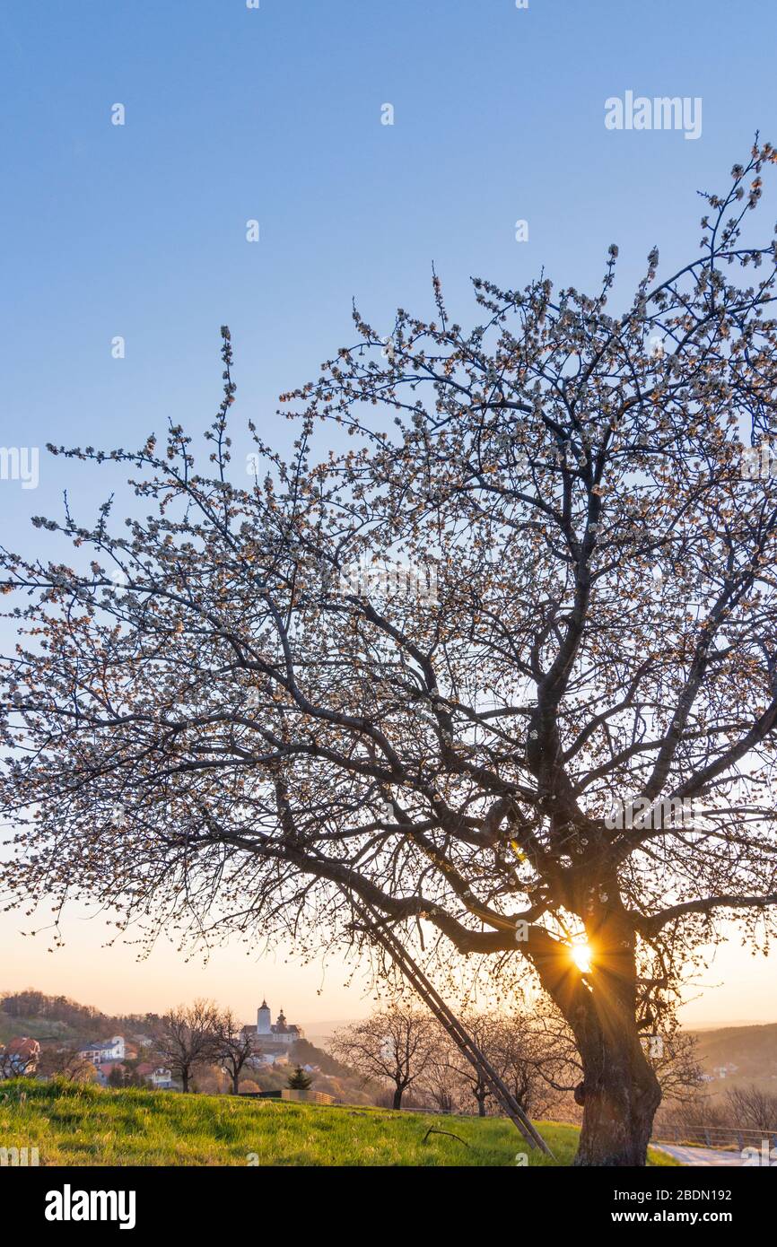 Forchtenstein: Forchtenstein Castle, cherry blossom tree, in Neusiedler ...