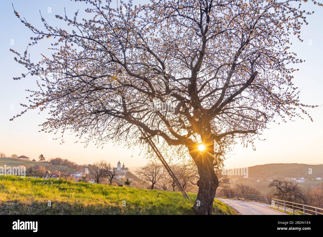 Forchtenstein: Forchtenstein Castle, cherry blossom tree, in Neusiedler ...