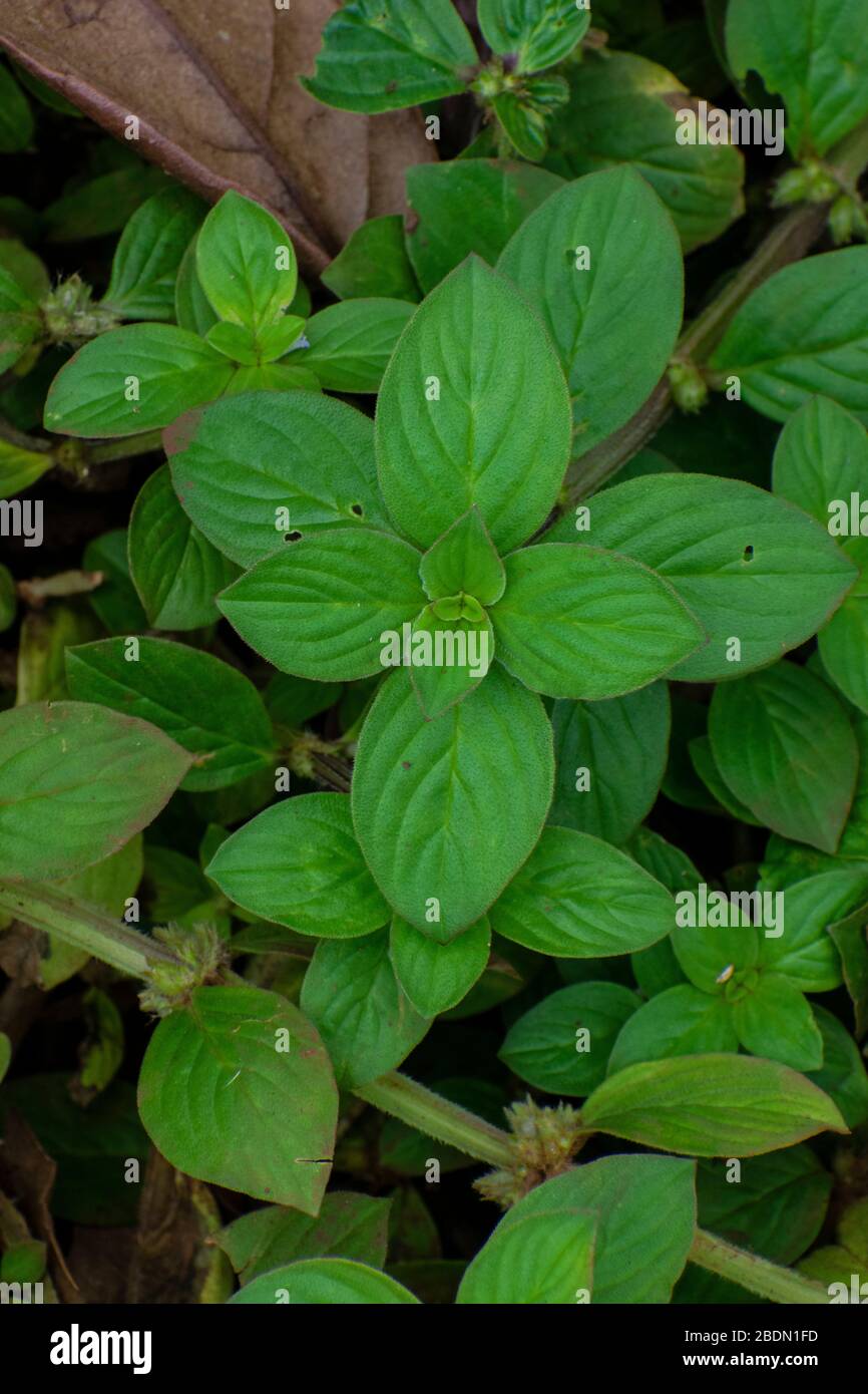 Plant growing in nature Stock Photo - Alamy