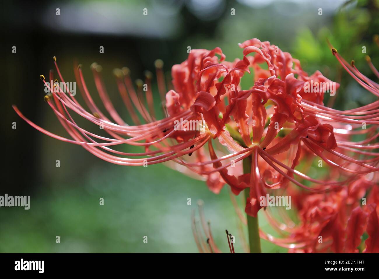 Close up of Red spider lily Stock Photo - Alamy