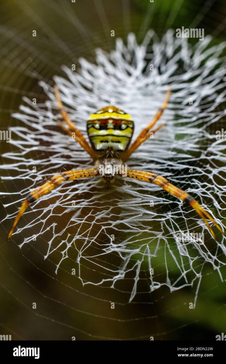 Spider on web Stock Photo - Alamy