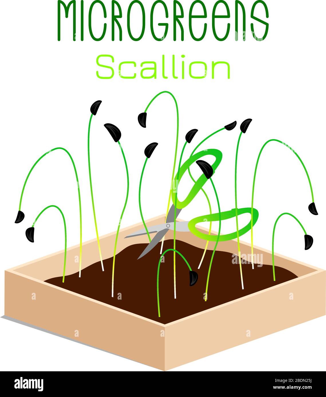 Scallions in soil Stock Vector Images - Alamy