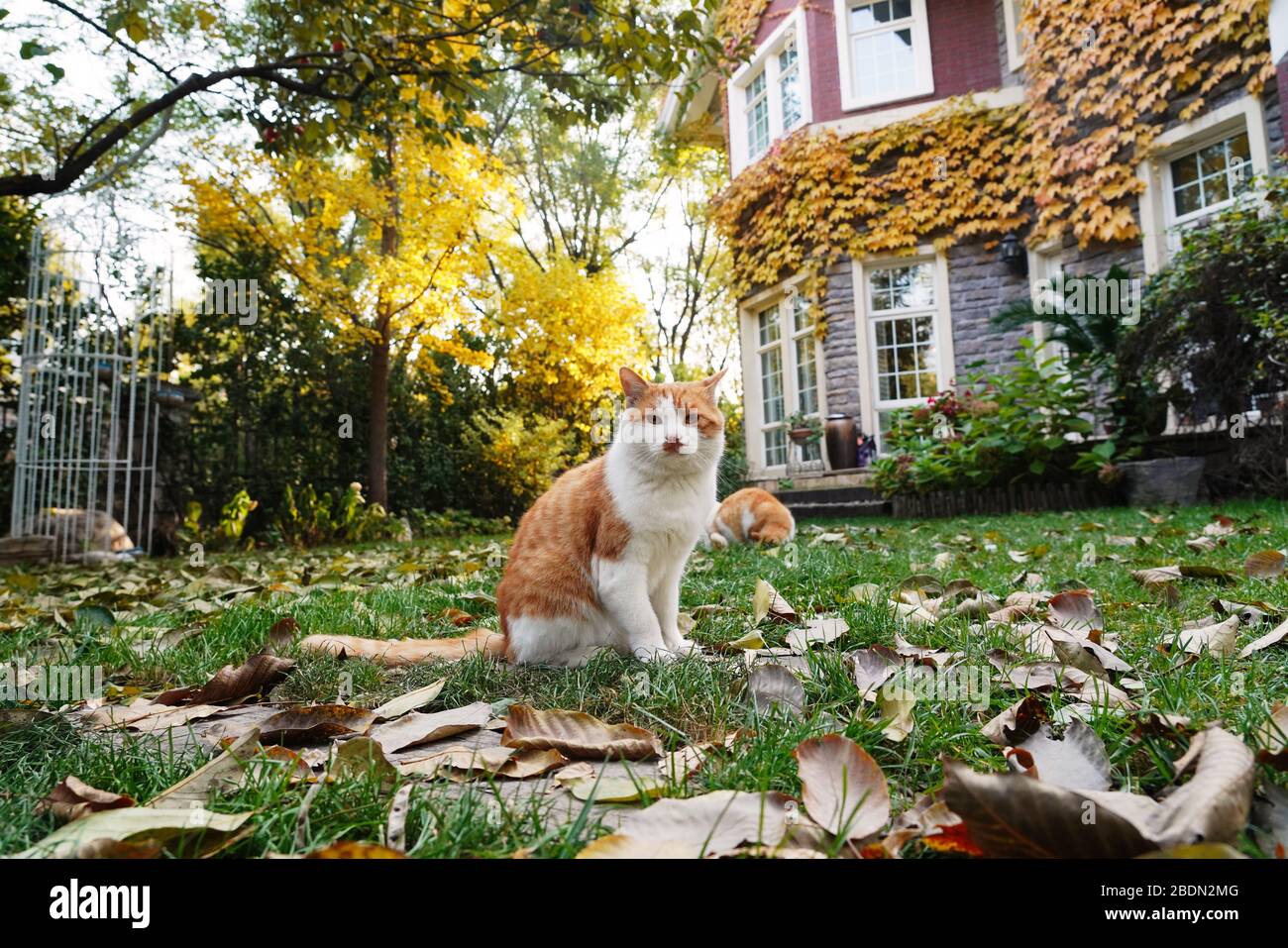 A private villa courtyard's cat Stock Photo - Alamy