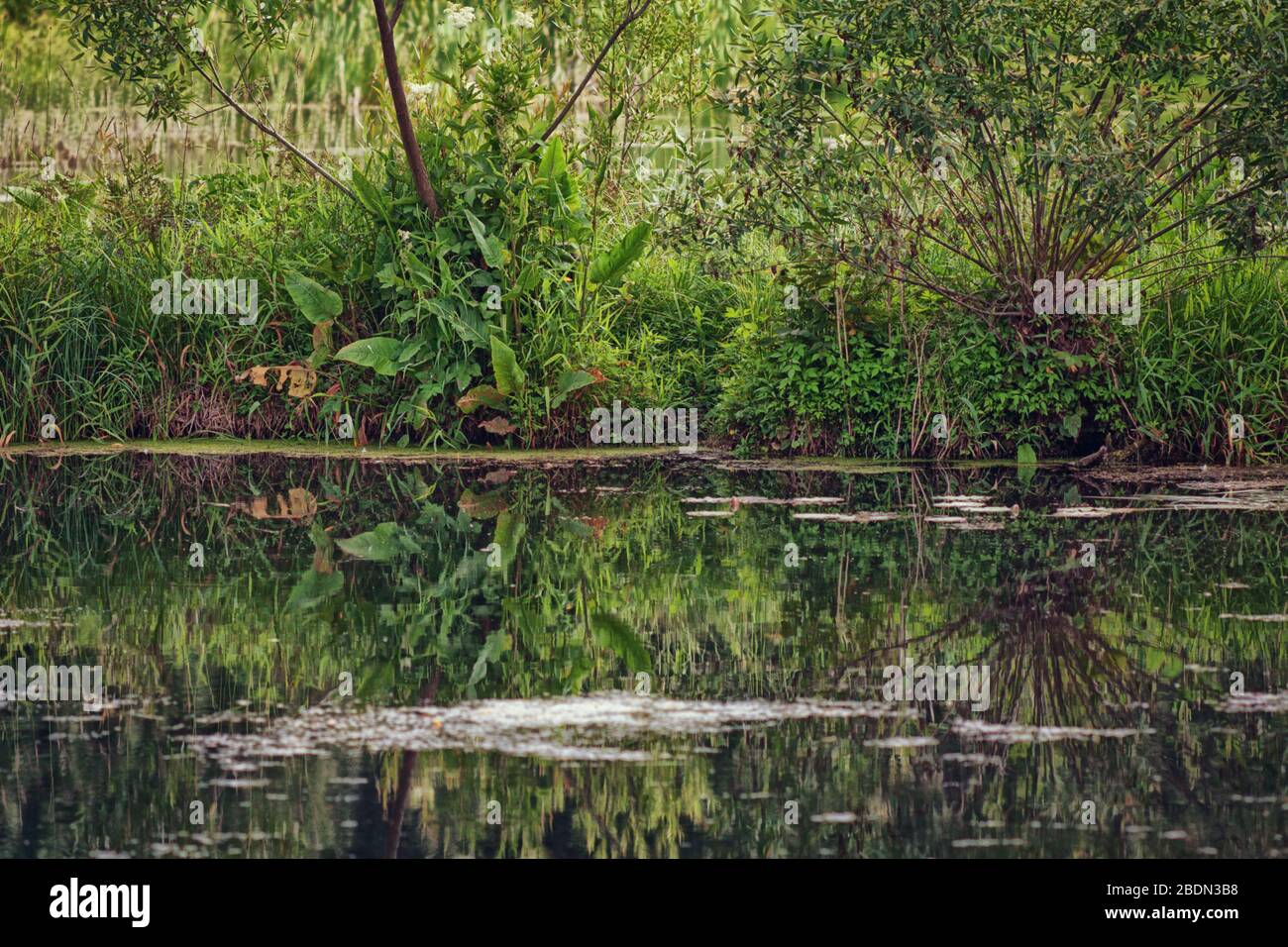 Reeds and trees on the Lake . Swamp, reeds, water, plant, horsetail ...