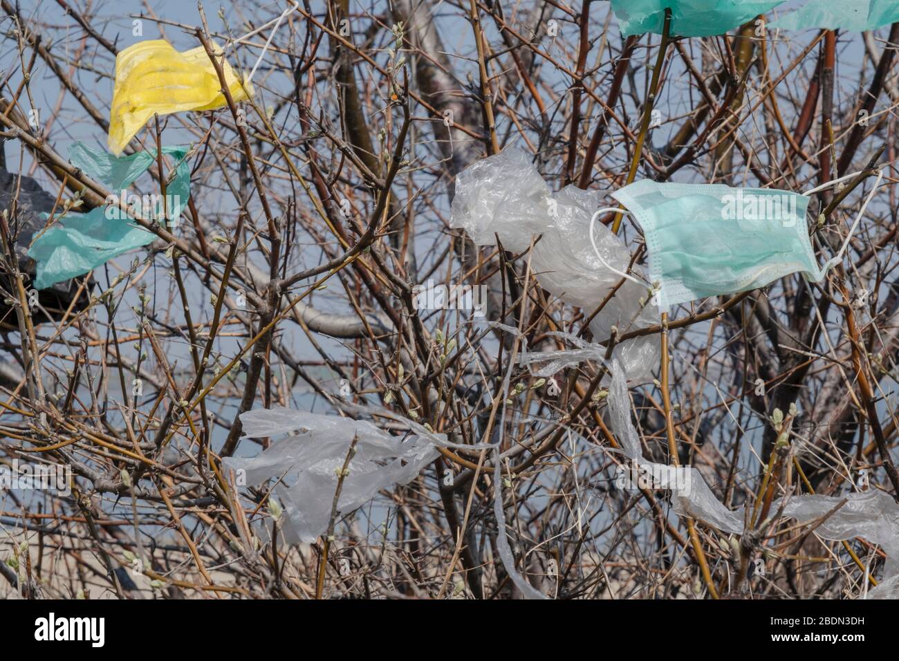 Face masks and plastic debris on branches of trees. Coronavirus (COVID ...