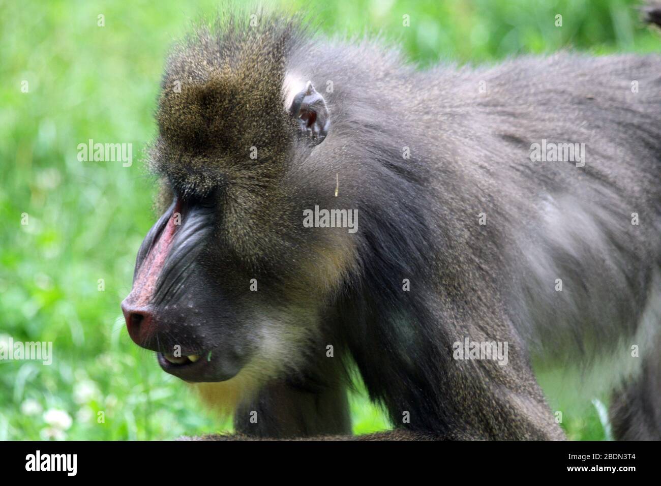 Mandrill affe hi-res stock photography and images - Alamy
