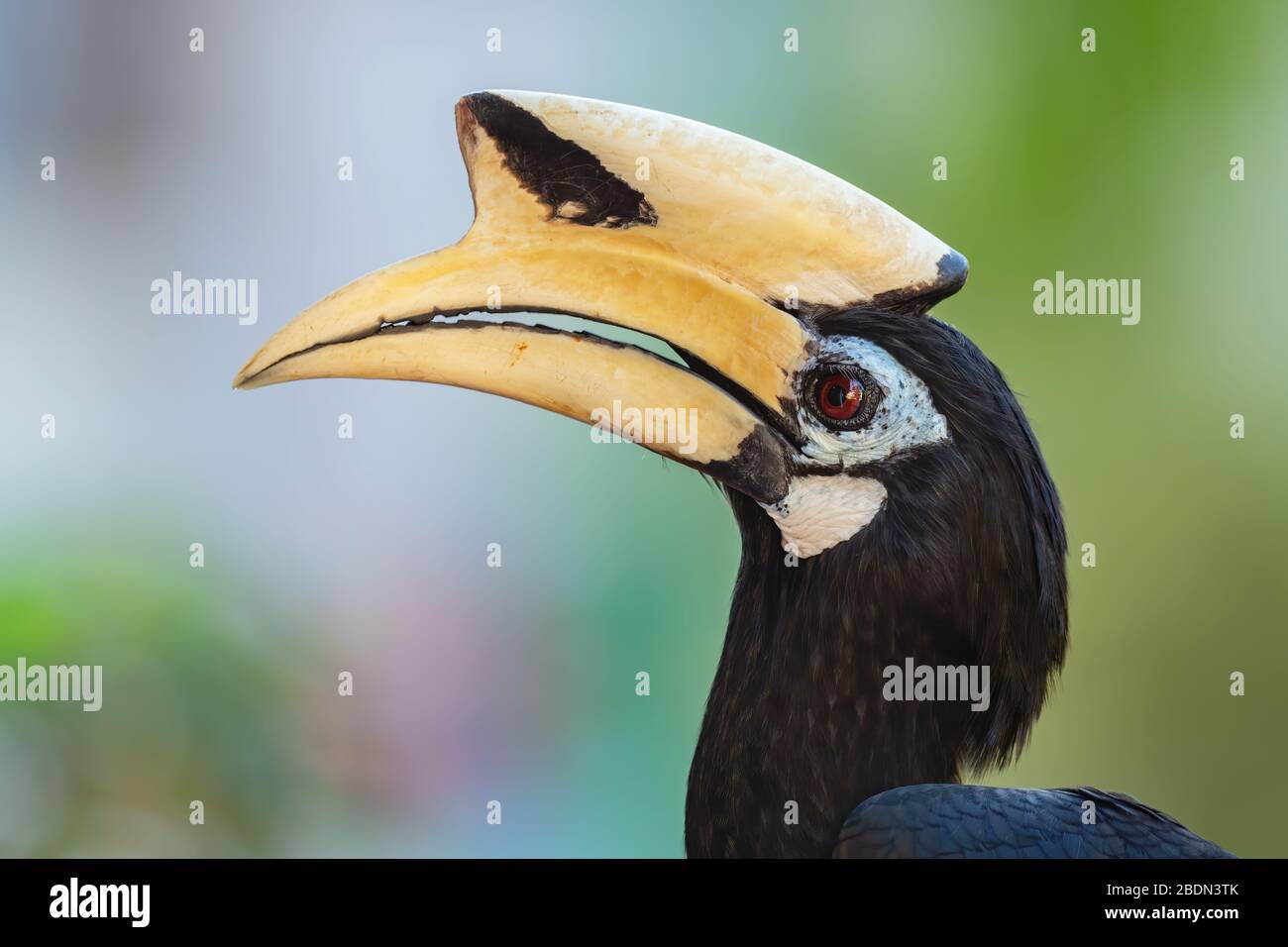 Southeast asian birds hi-res stock photography and images - Alamy