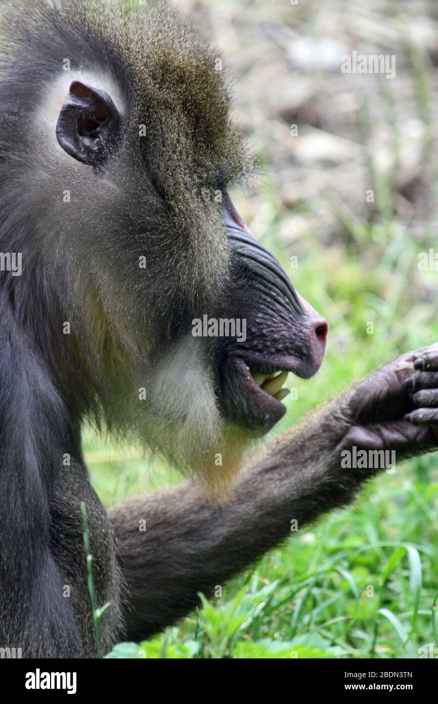 Mandrill affe hi-res stock photography and images - Alamy