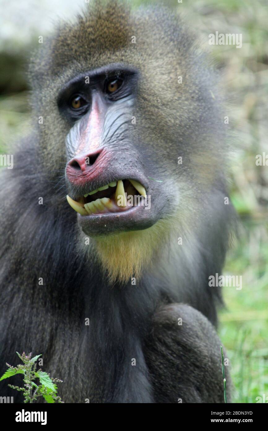 Mandrill affe hi-res stock photography and images - Alamy