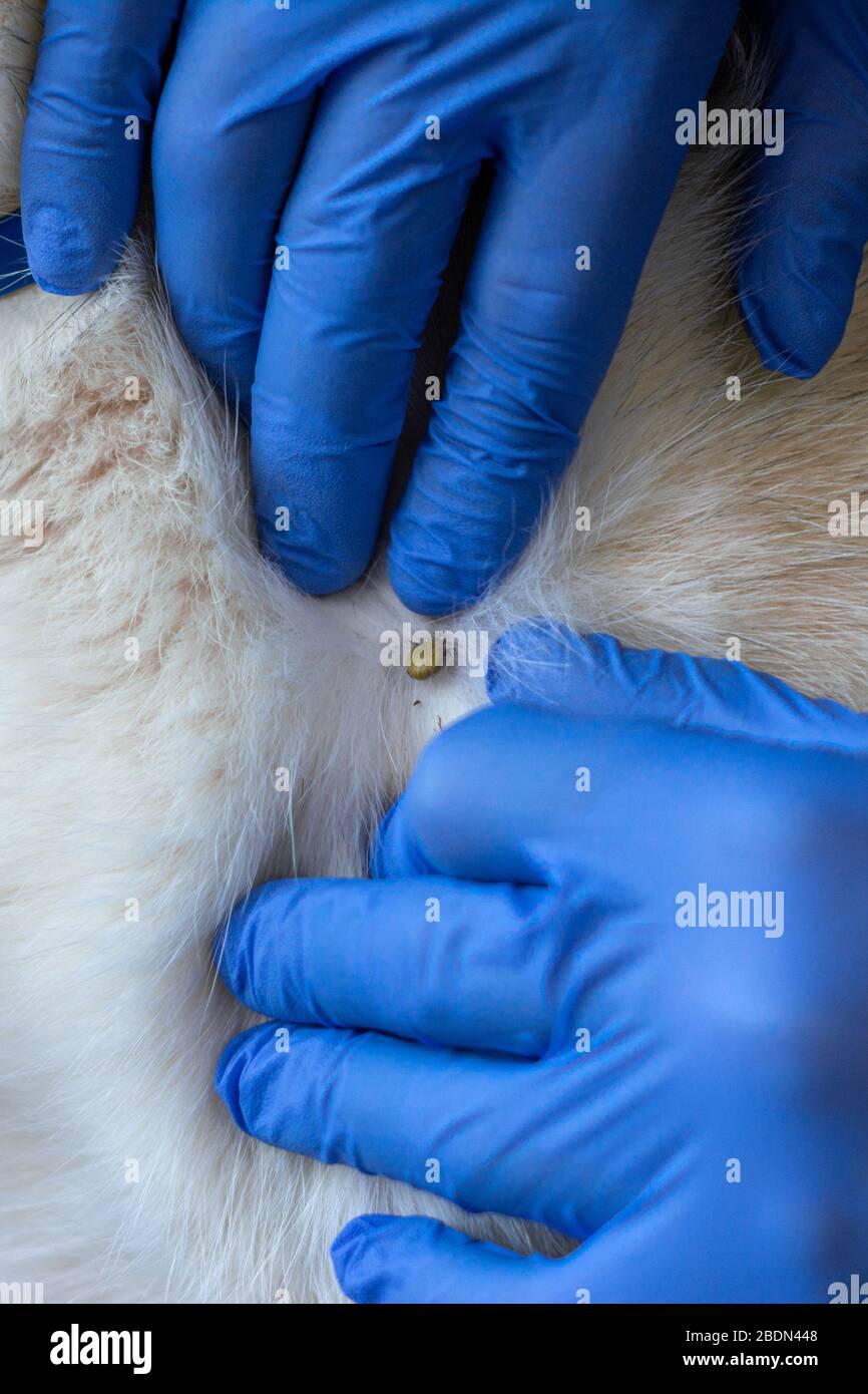 Skin disease in dogs hi-res stock photography and images - Alamy