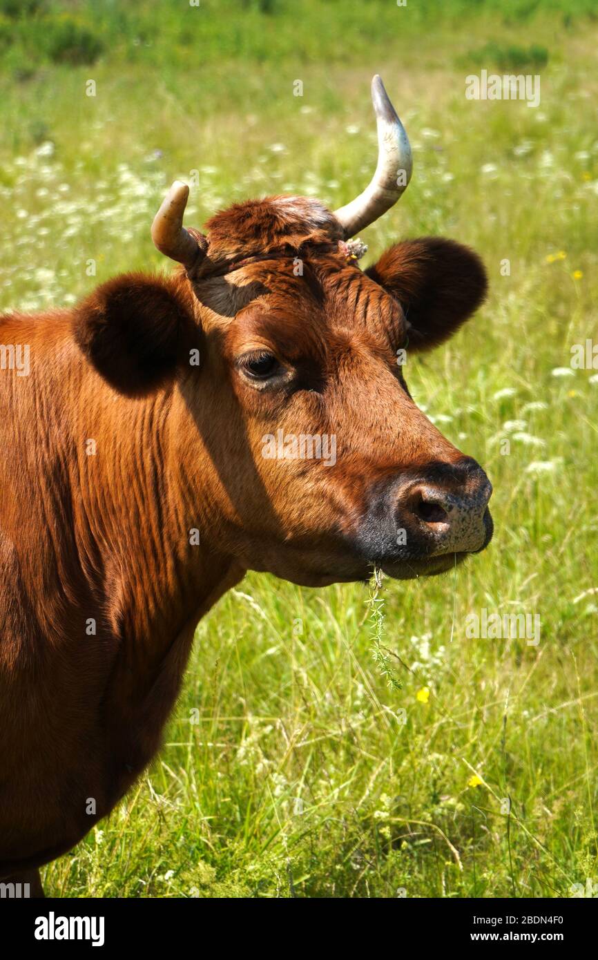 Portrait of a red-haired cow. A cow grazes in a summer meadow. Head and ...