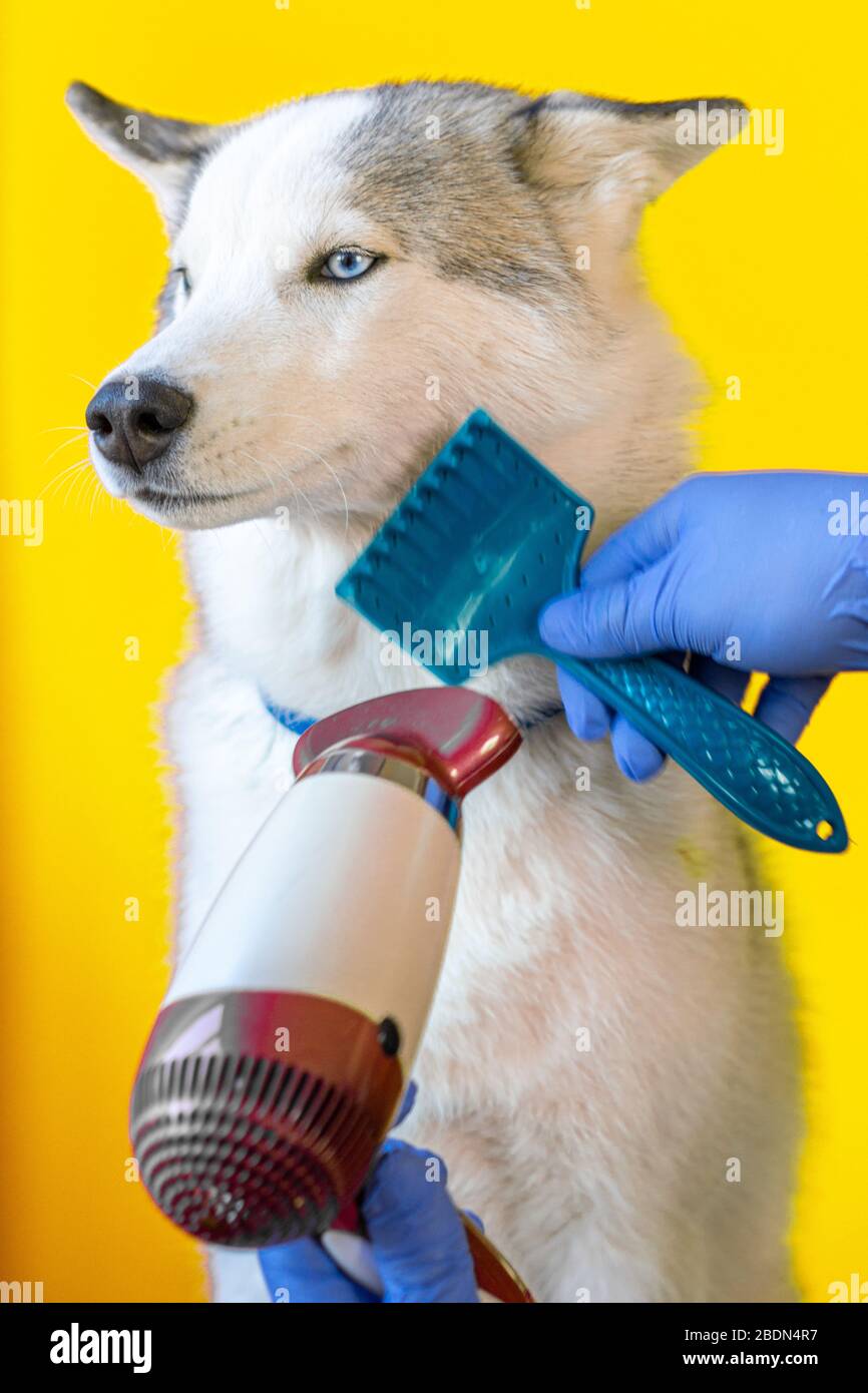 Caring for a Siberian Husky dog styling wool comb and hairdryer on ...