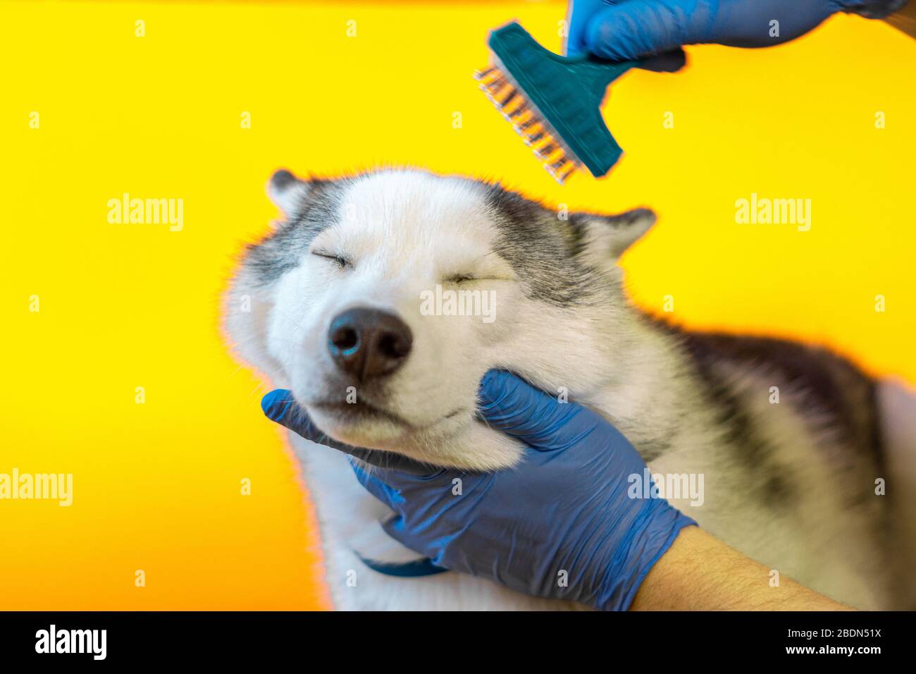 Nursing specialist cleans the wool of a Husky breed dog with a comb ...