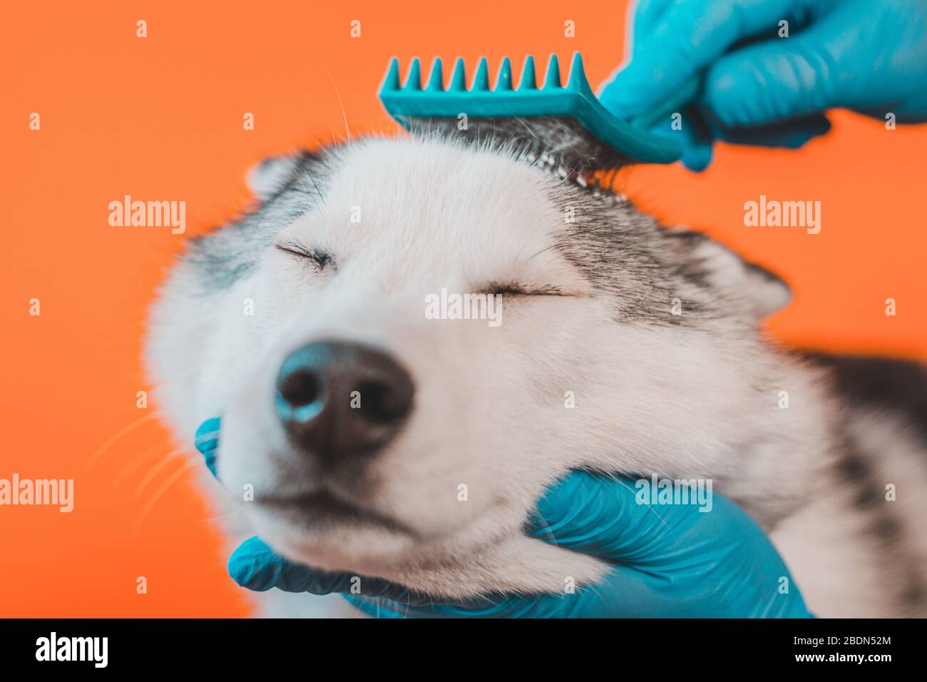 Nursing specialist cleans the wool of a Husky breed dog with a comb ...