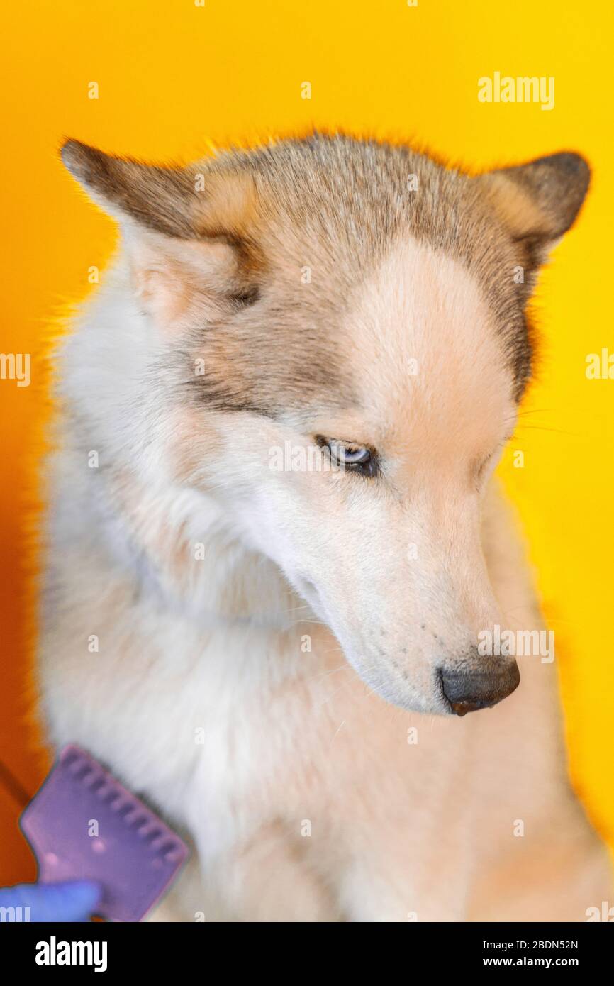 Nursing specialist cleans the wool of a Husky breed dog with a comb ...