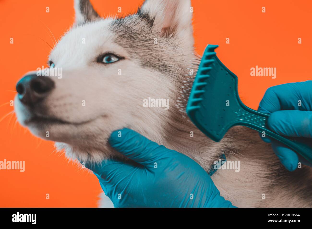 Nursing specialist cleans the wool of a Husky breed dog with a comb ...