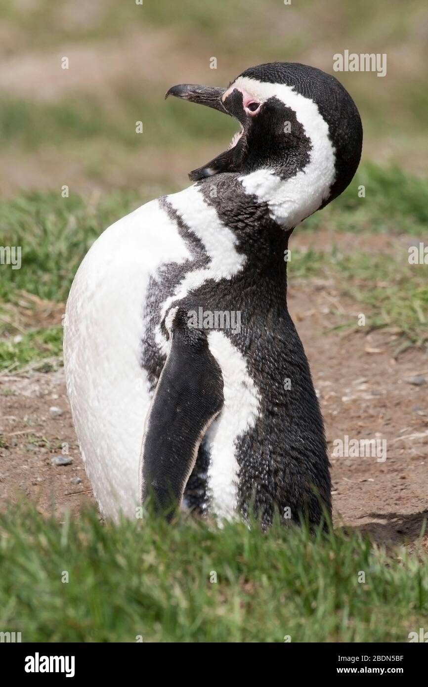 Penguins vocalizing hi-res stock photography and images - Alamy