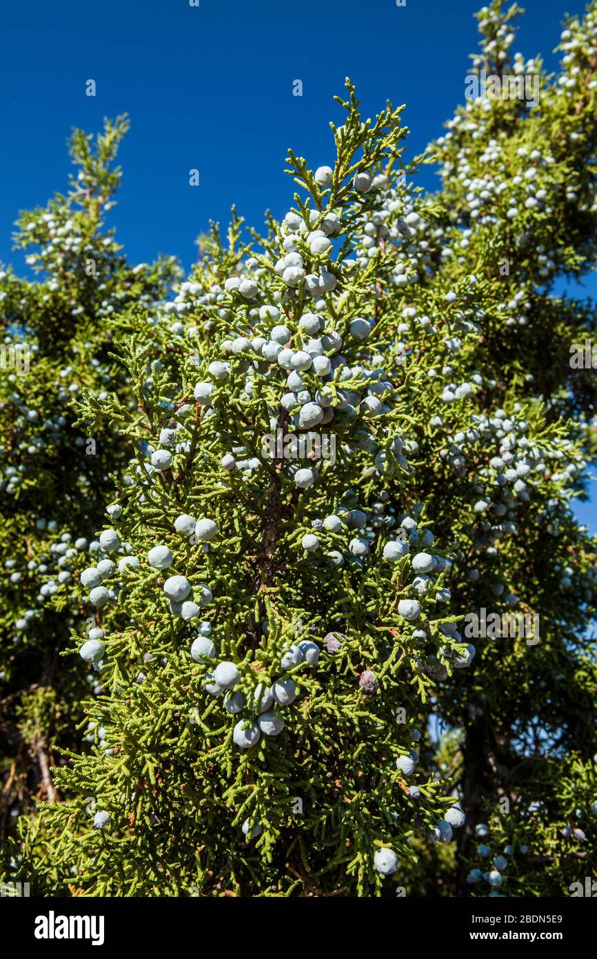Pine tree berries hi-res stock photography and images - Alamy