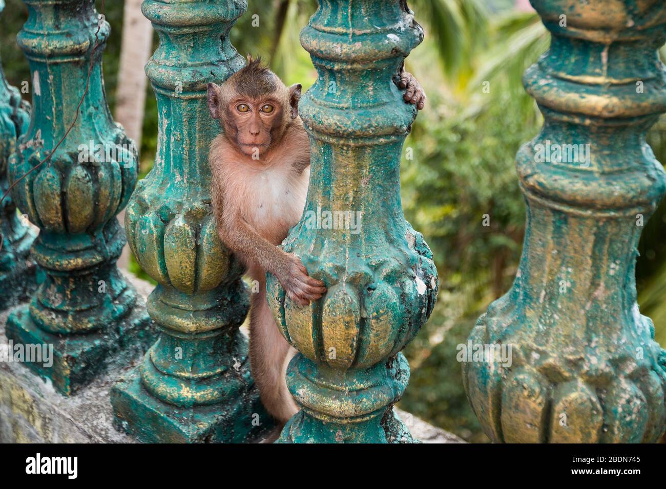 Lazy monkey hi-res stock photography and images - Alamy