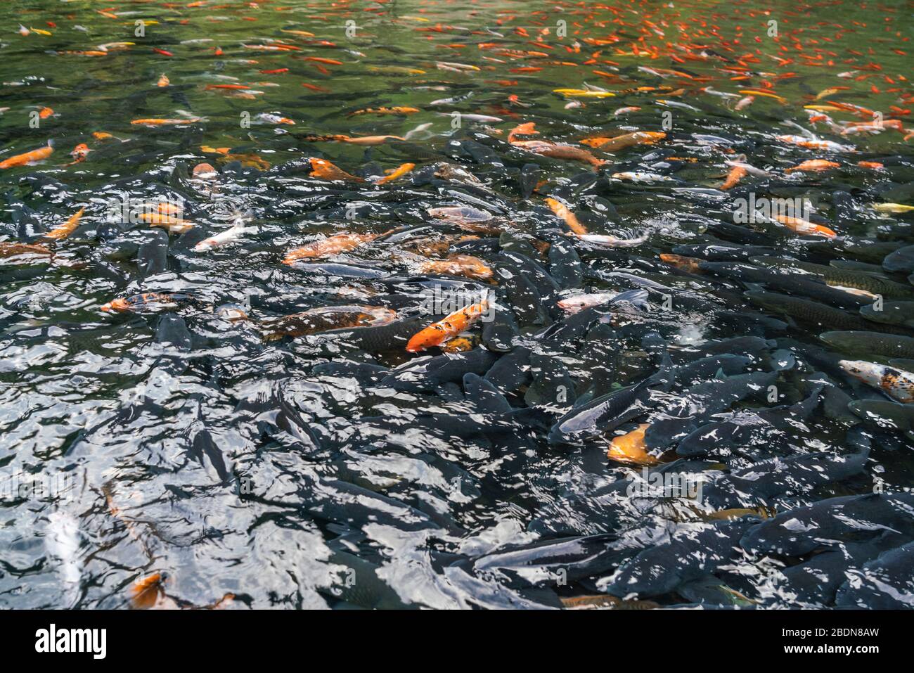 Many black multicolored carp hi-res stock photography and images - Alamy