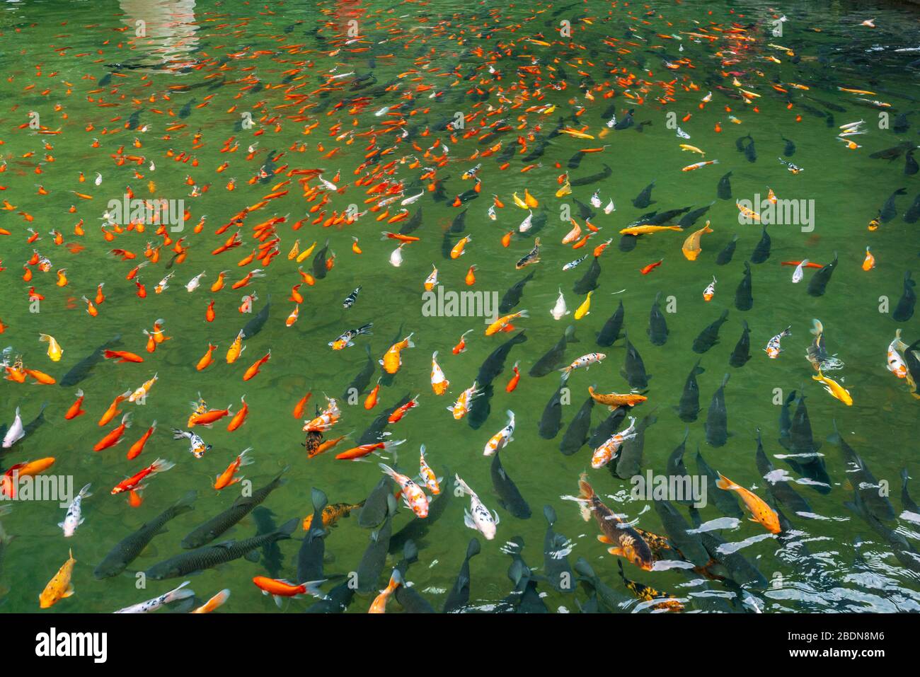 Crowded group of colorful mirror carp fish on water Stock Photo - Alamy