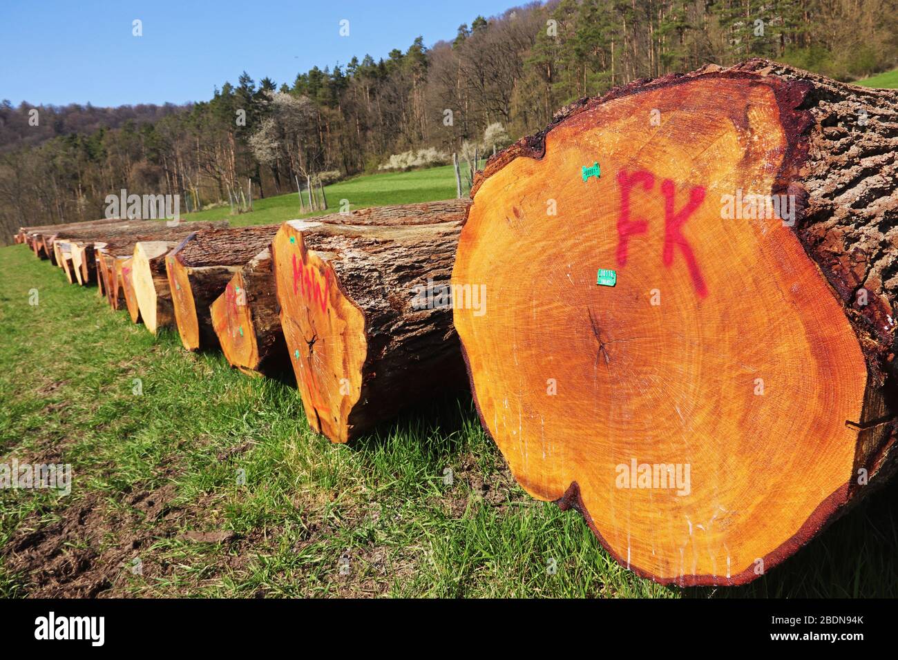 Tree trunks sale hi-res stock photography and images - Alamy