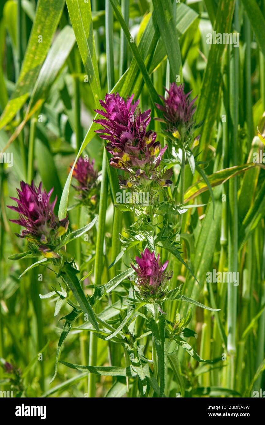 Field Cow-Wheat Melampyrum arvense Chilterns Buckinghamshire UK Stock ...