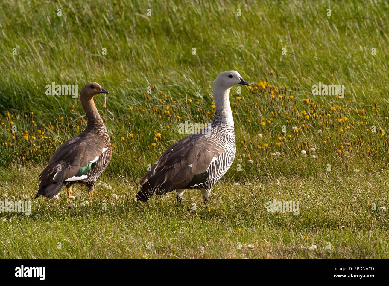 The Upland goose or Magellan goose Chloephaga picta in a meadow Stock ...