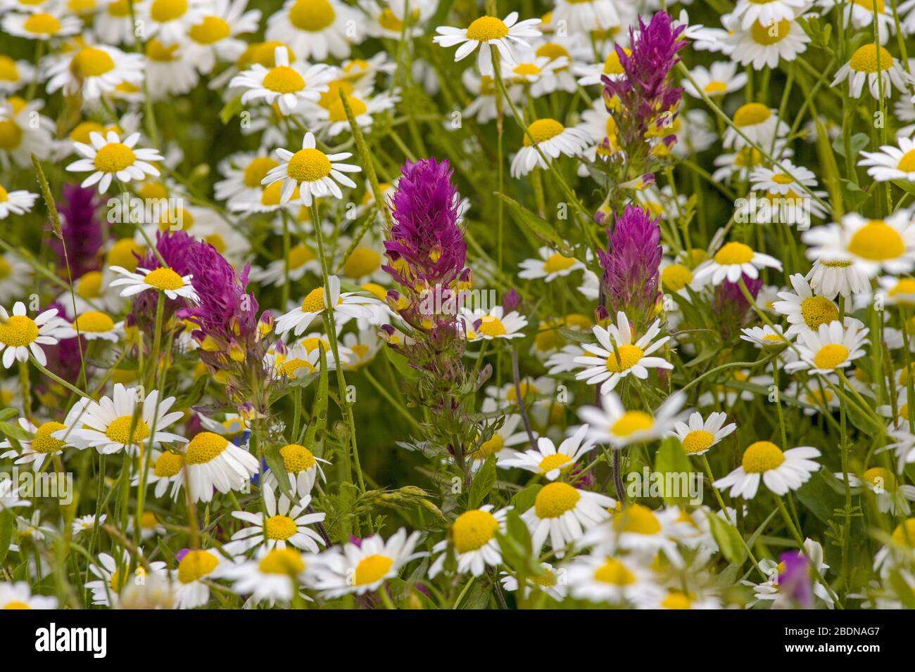 Purple cow wheat hi-res stock photography and images - Alamy