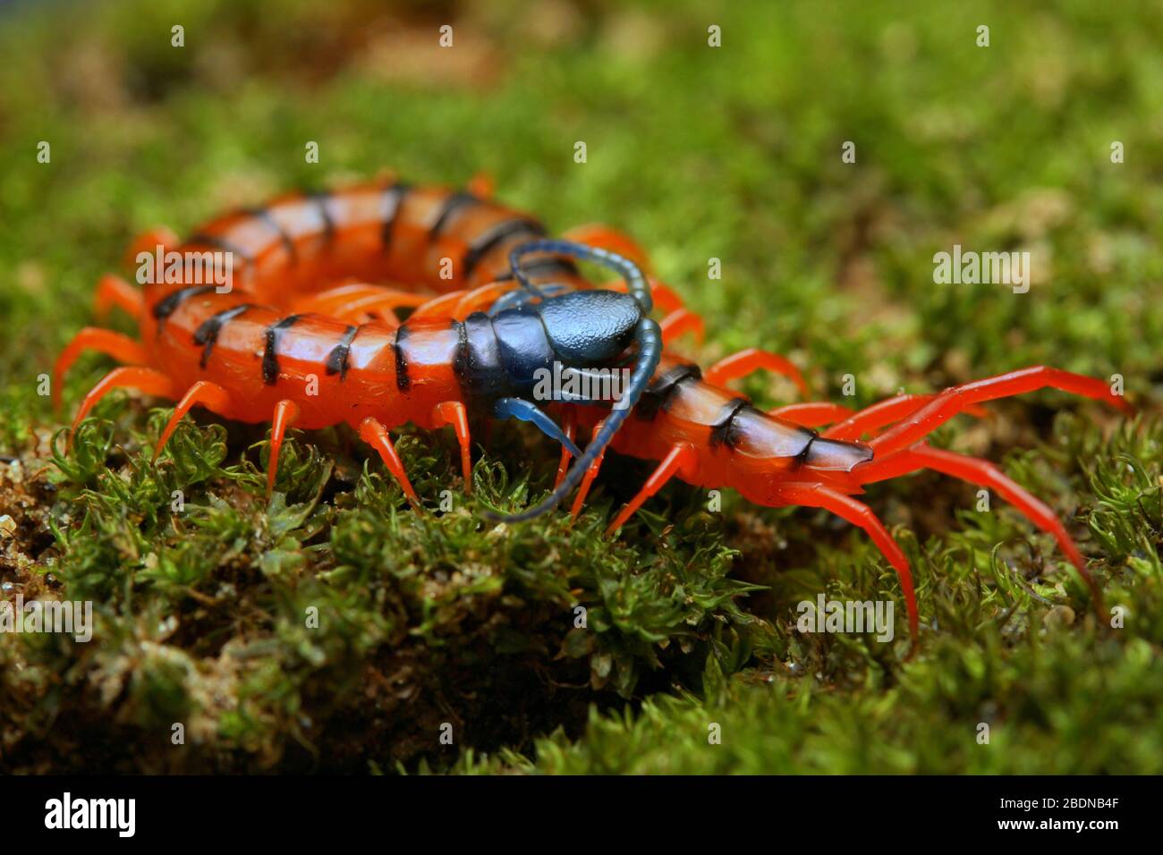Garden Centipede High Resolution Stock Photography and Images - Alamy