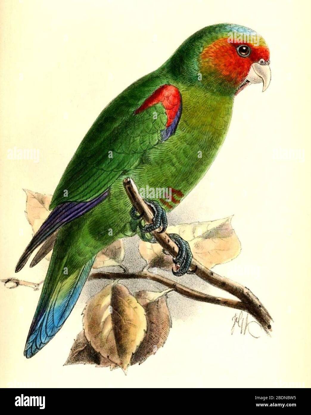 Hapalopsittaca pyrrhops hi-res stock photography and images - Alamy