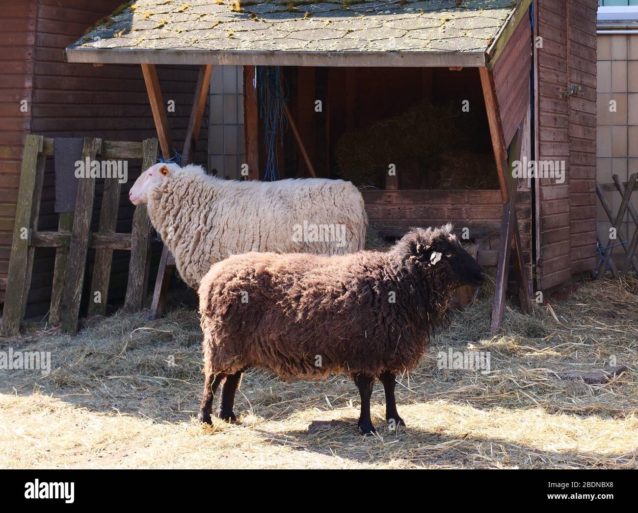 Berlin, Germany. 25th Mar, 2020. A white Mecklenburg milk sheep (back ...