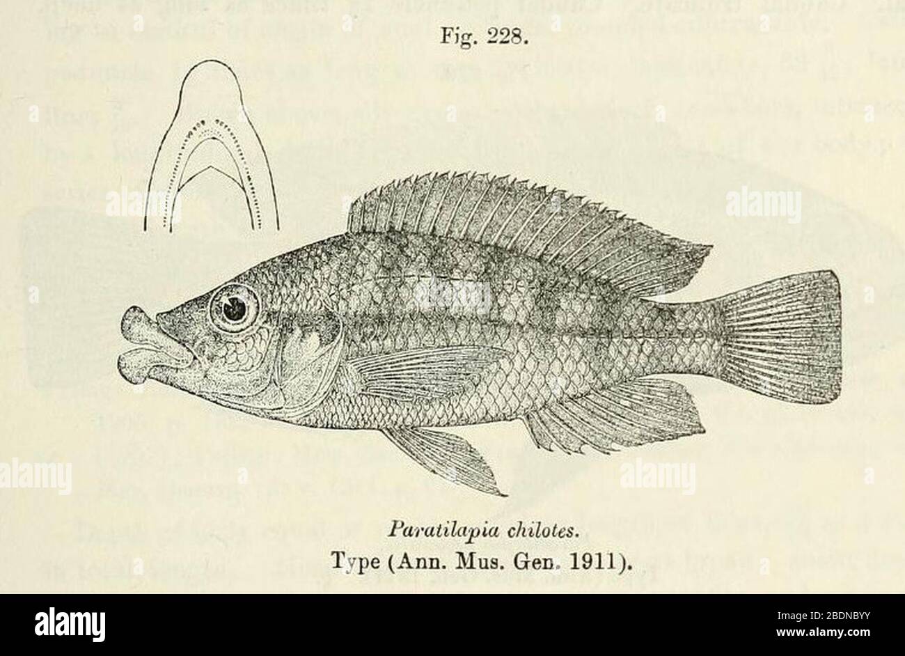 Chilotes hi-res stock photography and images - Alamy